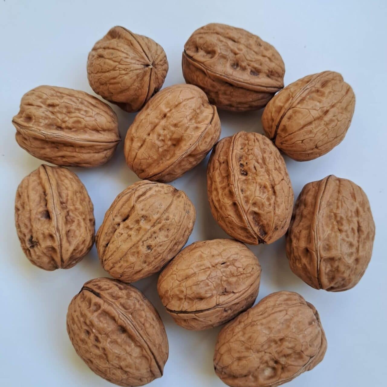 Grossiste noix et noisettes en Dordogne - Nuciculteur en Périgord